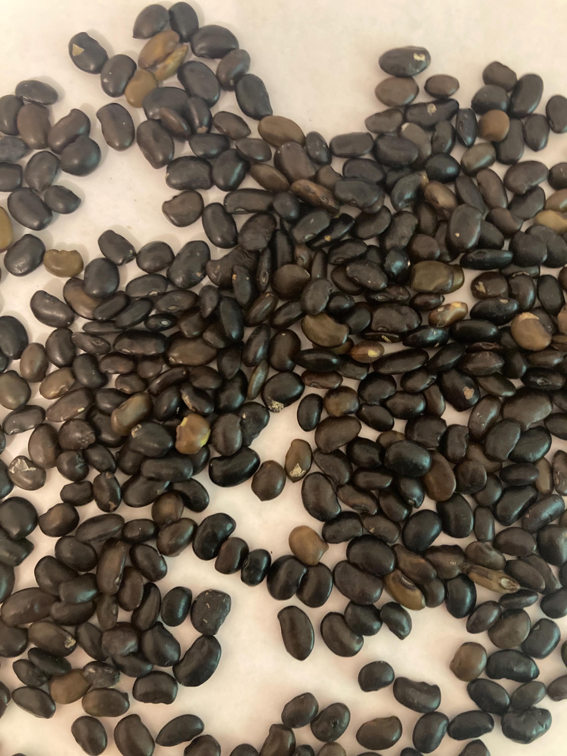 Japanese Pagoda Tree Seeds (SOPHORA JAPONICA) (chinese Scholar Tree) - Etsy