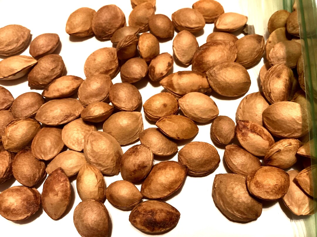 American Plum Tree Seeds (PRUNUS AMERICANA) (common Plum) (new 2025 ...