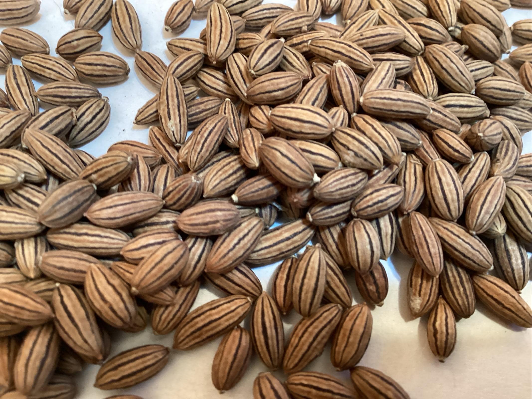 Russian Olive Tree Seeds (ELAEAGNUS ANGUSTIFOLIA) - Etsy