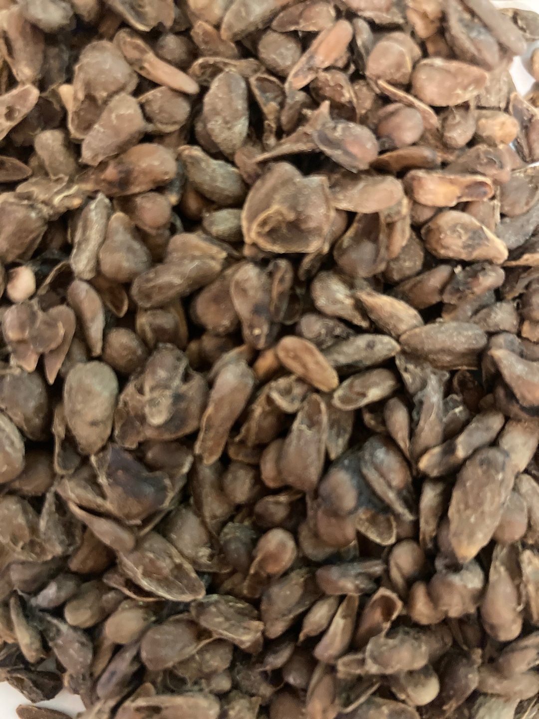 Indian Mulberry Tree Seeds MORINDA CITRIFOLIA noni Tree - Etsy