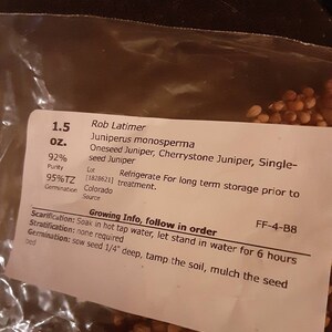 Single-seed Juniper Tree Seeds (JUNIPERUS MONOSPERMA) (cherrystone ...
