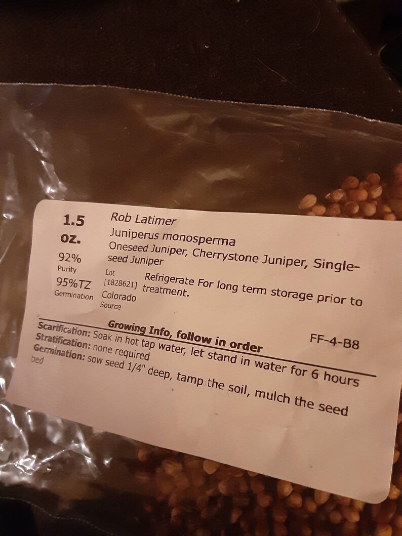 Single-seed Juniper Tree Seeds juniperus Monosperma - Etsy