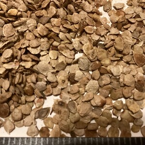 Siberian Elm Tree Seeds (ULMUS PUMILA) (dwarf Elm) (asiatic Elm ...