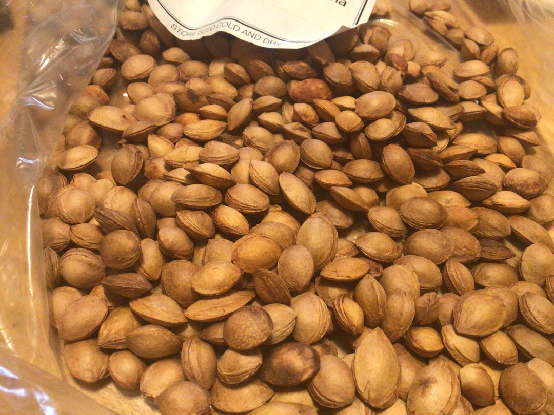 American Red Plum Tree Seeds PRUNUS AMERICANA common Wild Plum - Etsy