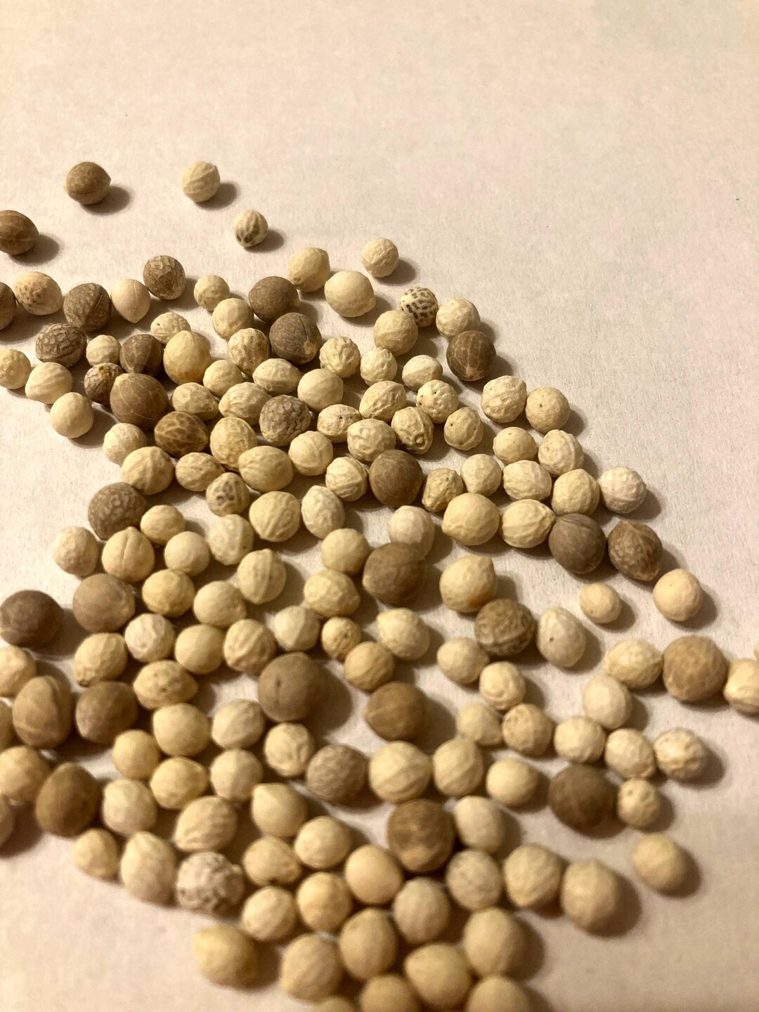 Netleaf Hackberry Tree Seeds (CELTIS LAEVIGATA) (mississippi Hackberry ...