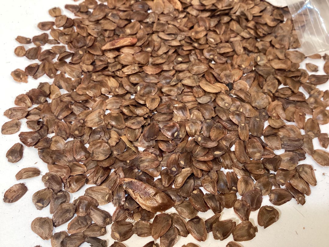 China Fir Tree Seeds (CUNINGHAMIA LANCEOLATA) (chinese Cunningham) - Etsy