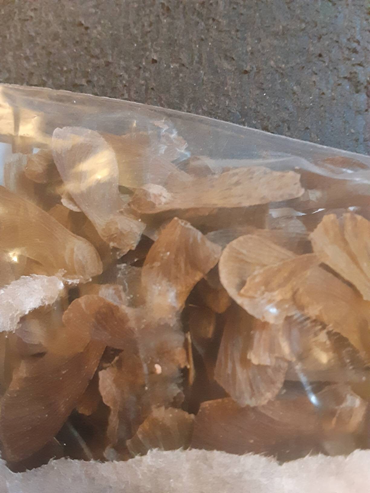 Oshiu Beni Japanese Maple Tree Seeds - Etsy