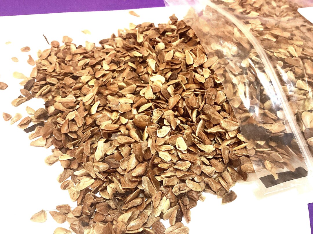 Chinese Mahogany Tree Seeds (TOONA Sinensis)(chinese Toon)(red Toon) - Etsy