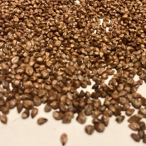 Eastern Red Cedar Tree Seeds (JUNIPERUS VIRGINIANA) (2024 New Supply ...