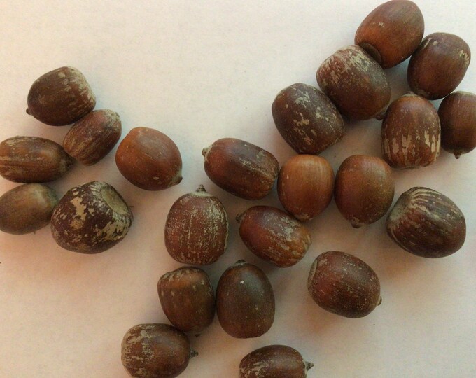 Red Oak Tree Seeds QUERCUS BOREALIS Rubra Northern northern Red Oak ...