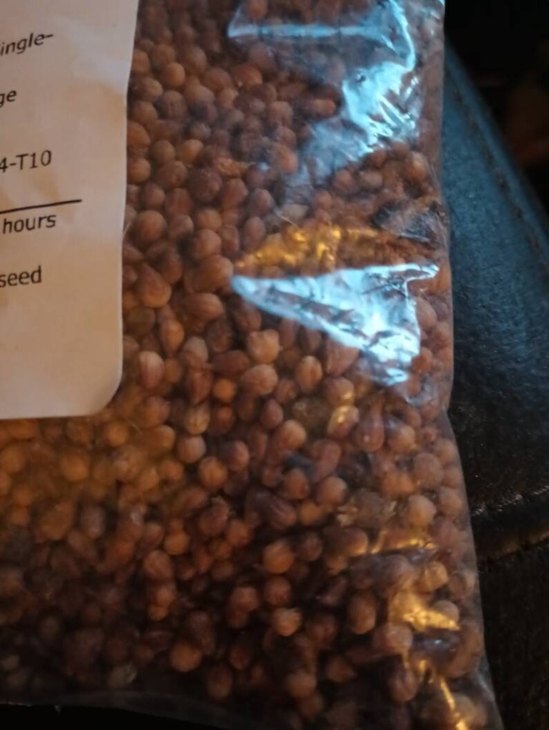 Oneseed Juniper Tree Seeds juniperus Monosperma cherrystone - Etsy