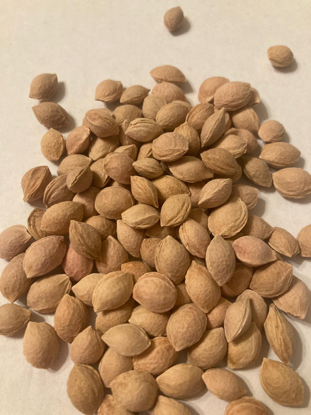 Wild Goose Plum Tree Seeds (PRUNUS HORTULANA) (hortulan Plum) - Etsy