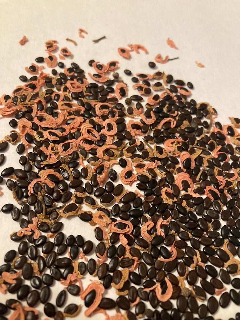 Blackwood Acacia Tree Seeds (acacia Melanoxylon) - Etsy