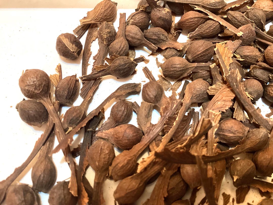 Persian Maple Tree Seeds (ACER VELUTINUM) (velvet Maple) - Etsy