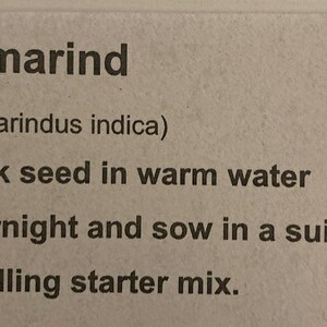 Tamarind Tree Seeds (TAMARINDUS INDICA) - Etsy