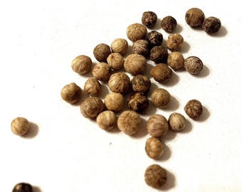 Seeds for Planting, Cornus Walteri Seeds, Walter's Dogwood, Korean ...