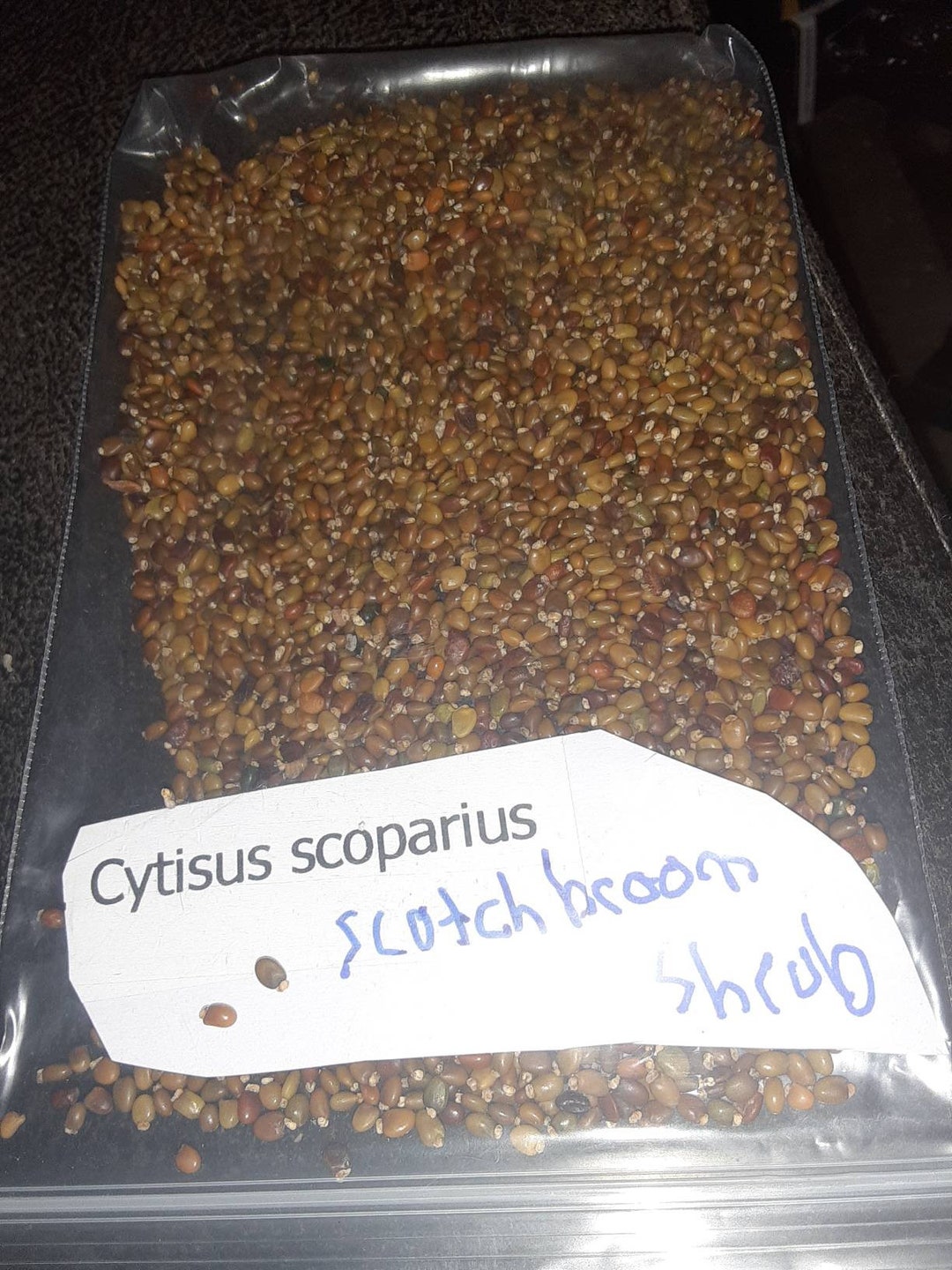 Scotch Broom Shrub Seeds cytisus Scoparius - Etsy