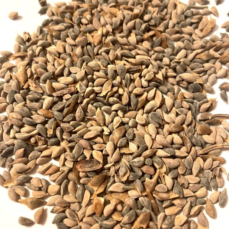 North Pole Spruce - Etsy