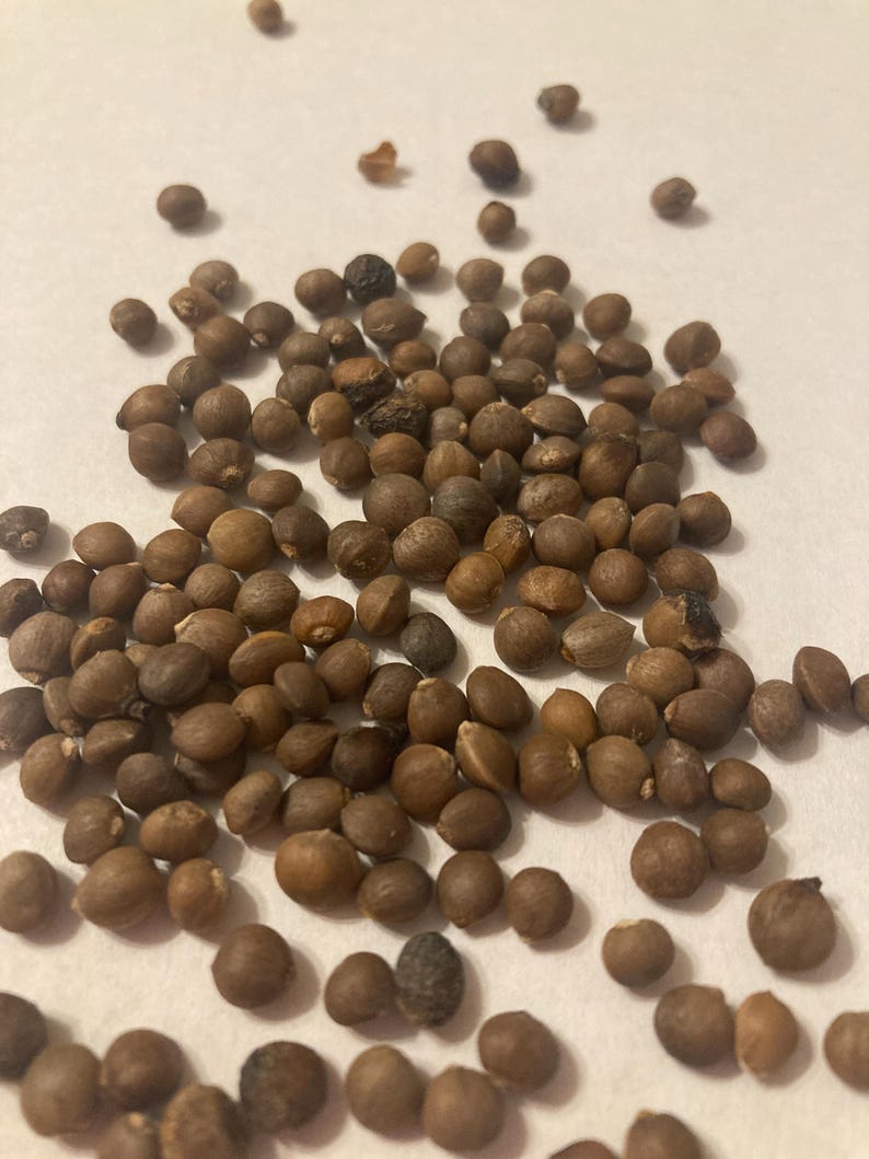 Chinese Pistach Tree Seeds (PISTACIA CHINENSIS C.s.) - Etsy