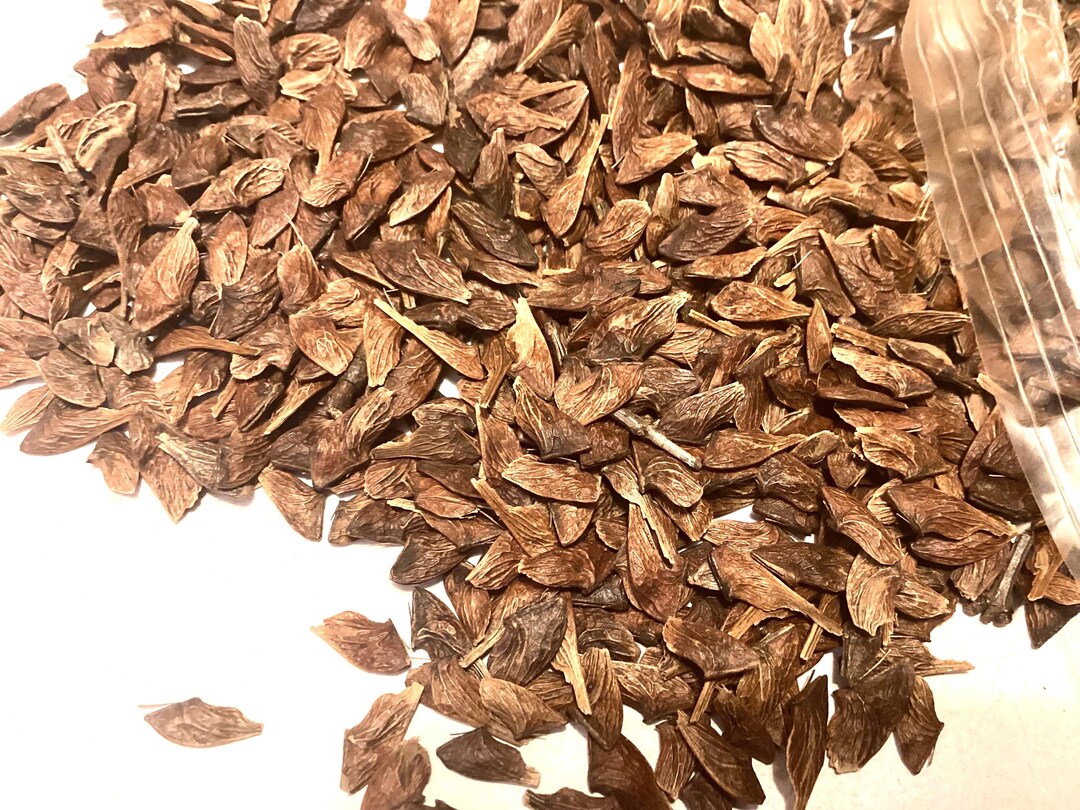 Flame Amur Maple Tree Seeds (ACER TATARICUM Subsp. GINNALA ‘flame’) - Etsy