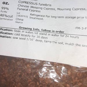 Funeral Cypress Tree Seeds (cupressus Funebris) - Etsy