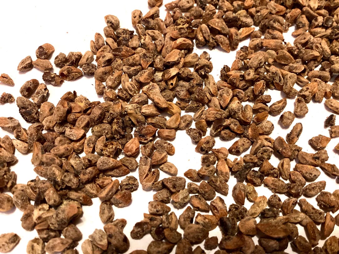 Common Juniper Tree Seeds (JUNIPERUS COMMUNIS) - Etsy