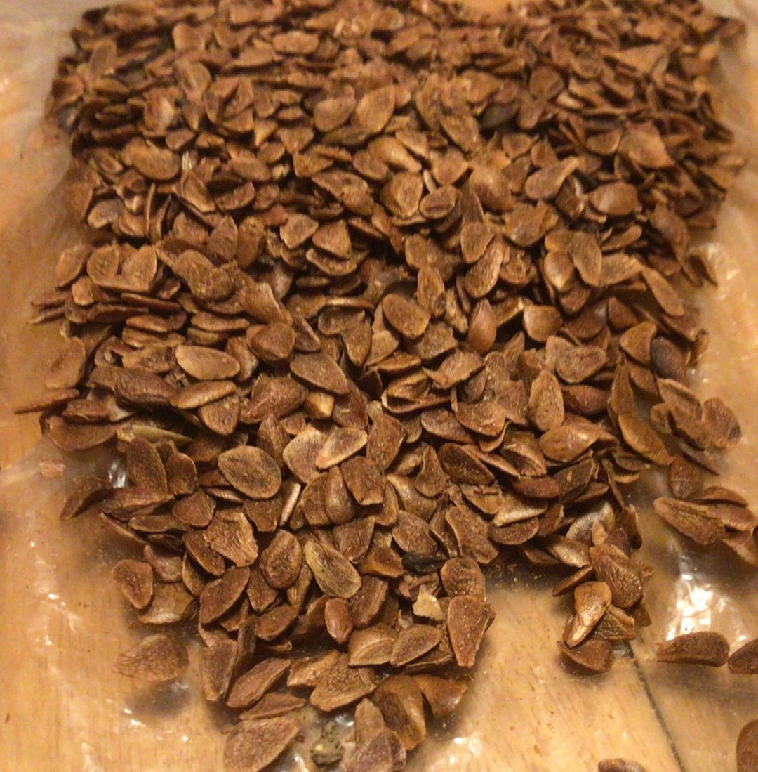 Chinese Mahogany Tree Seeds (TOONA Sinensis)(chinese Toon)(red Toon) - Etsy