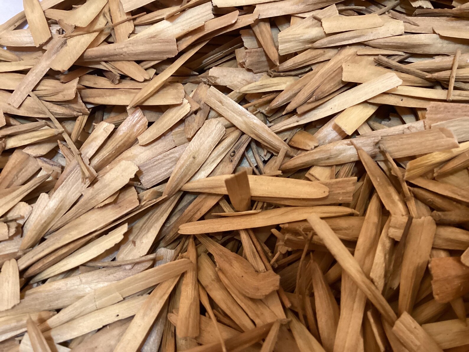 Green Ash Tree Seeds (FRAXINUS PENNSYLVANIA LANCEOLATA Wings) - Etsy