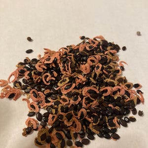 Sally Wattle Tree Seeds (ACACIA MELANOXYLON) - Etsy