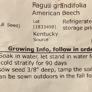 American Beech Tree Seeds (FAGUS GRANDIFOLIA) (beechnut) - Etsy