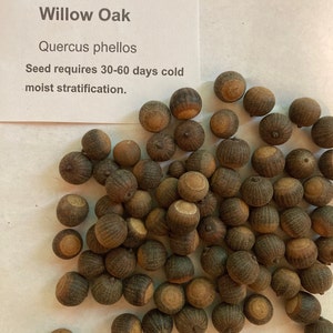 Willow Oak Tree Seeds (QUERCUS PHELLOS) - Etsy
