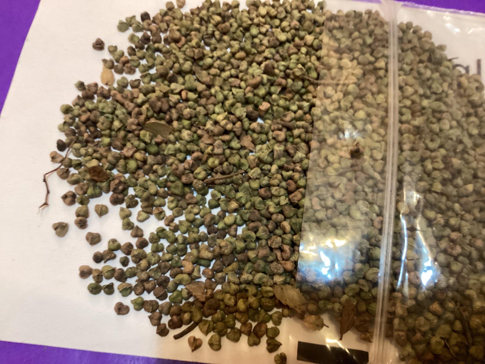 Southern Elm Tree Seeds (ZELKOVA SCHNEIDERIANA) (schneider’s Zelkova ...