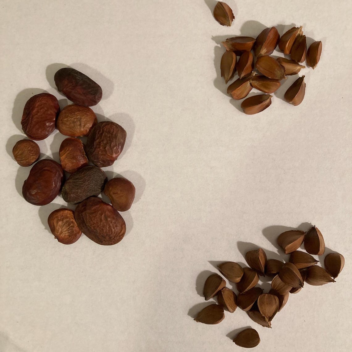 3 Types of BEECH TREE SEEDS (per Order Randomly Chosen) - Etsy