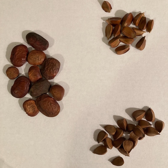 Types Of Tree Seeds
