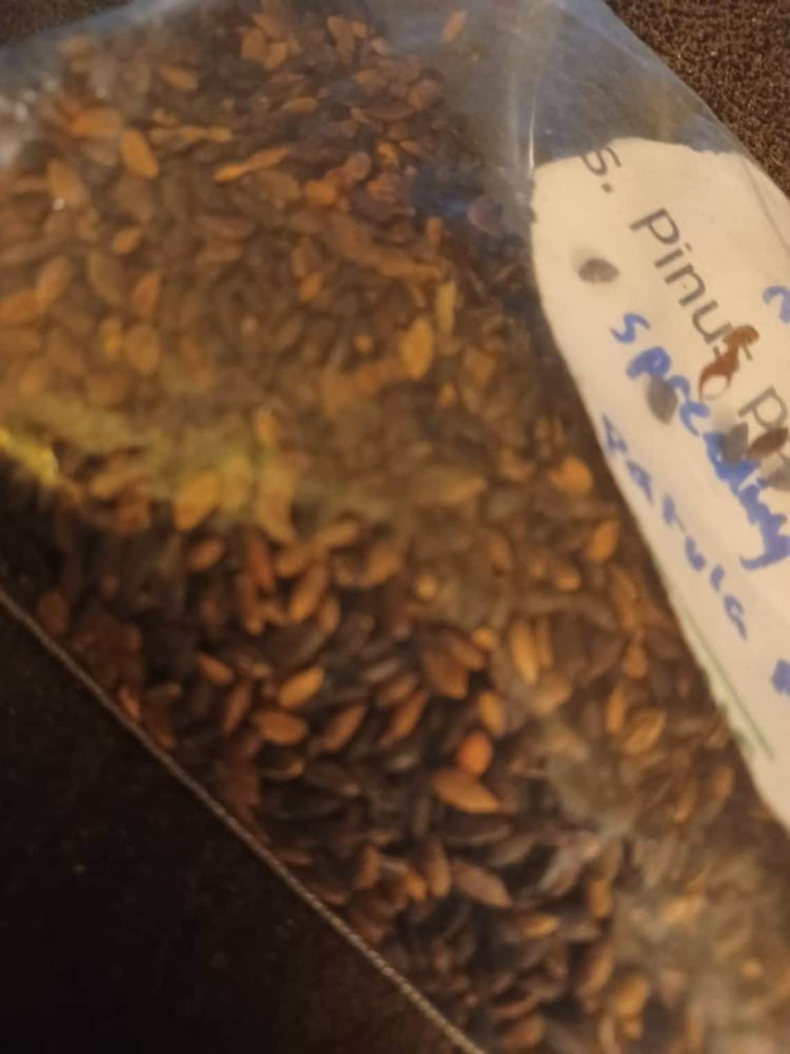 Mexican Weeping Pine Tree Seeds pinus Patula - Etsy