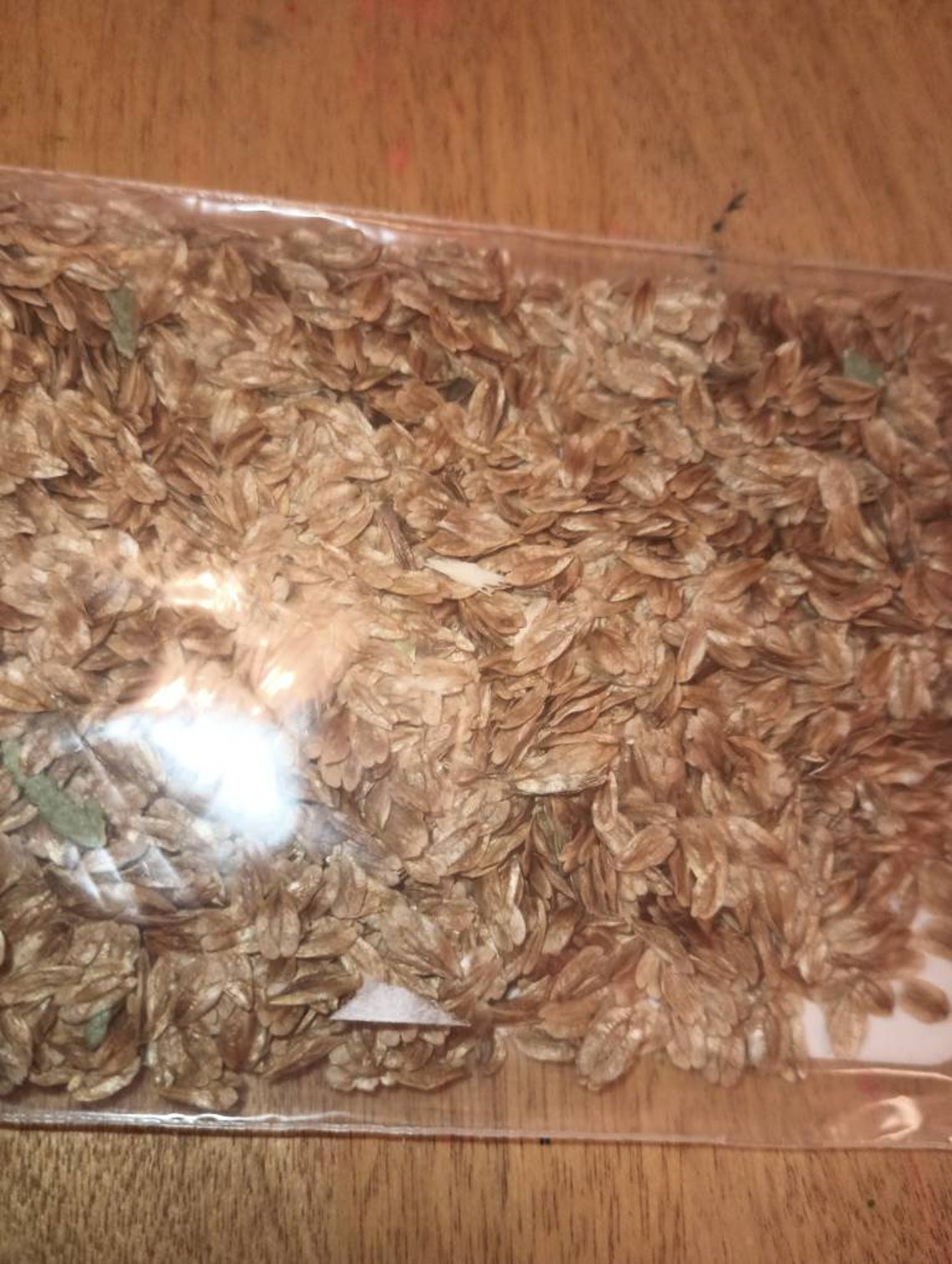 Western Red Cedar Tree Seeds thuja Plicata new Supply From - Etsy