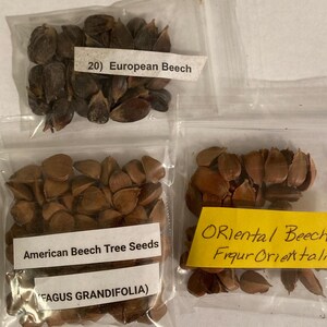 3 Types of BEECH TREE SEEDS (per Order Randomly Chosen) - Etsy