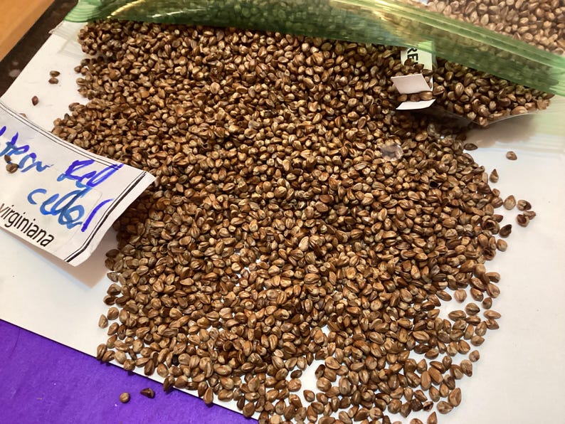 Eastern Red Cedar Tree Seeds (JUNIPERUS VIRGINIANA) - Etsy