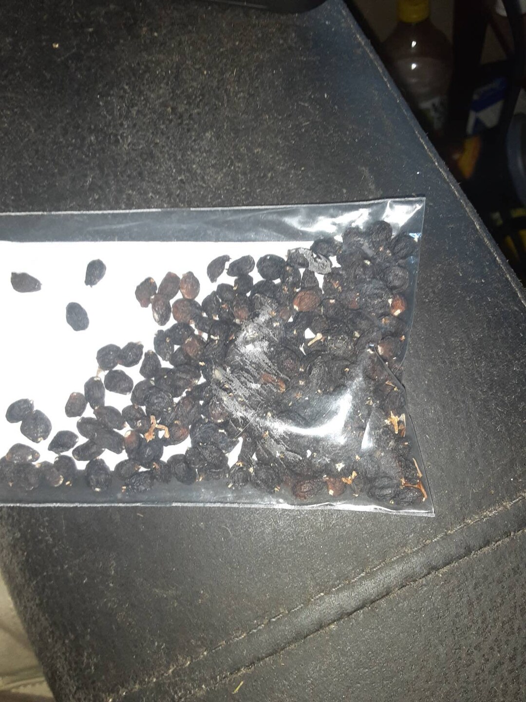 Christmas Box Shrub Seeds SARCOCOCCA CONFUSA - Etsy