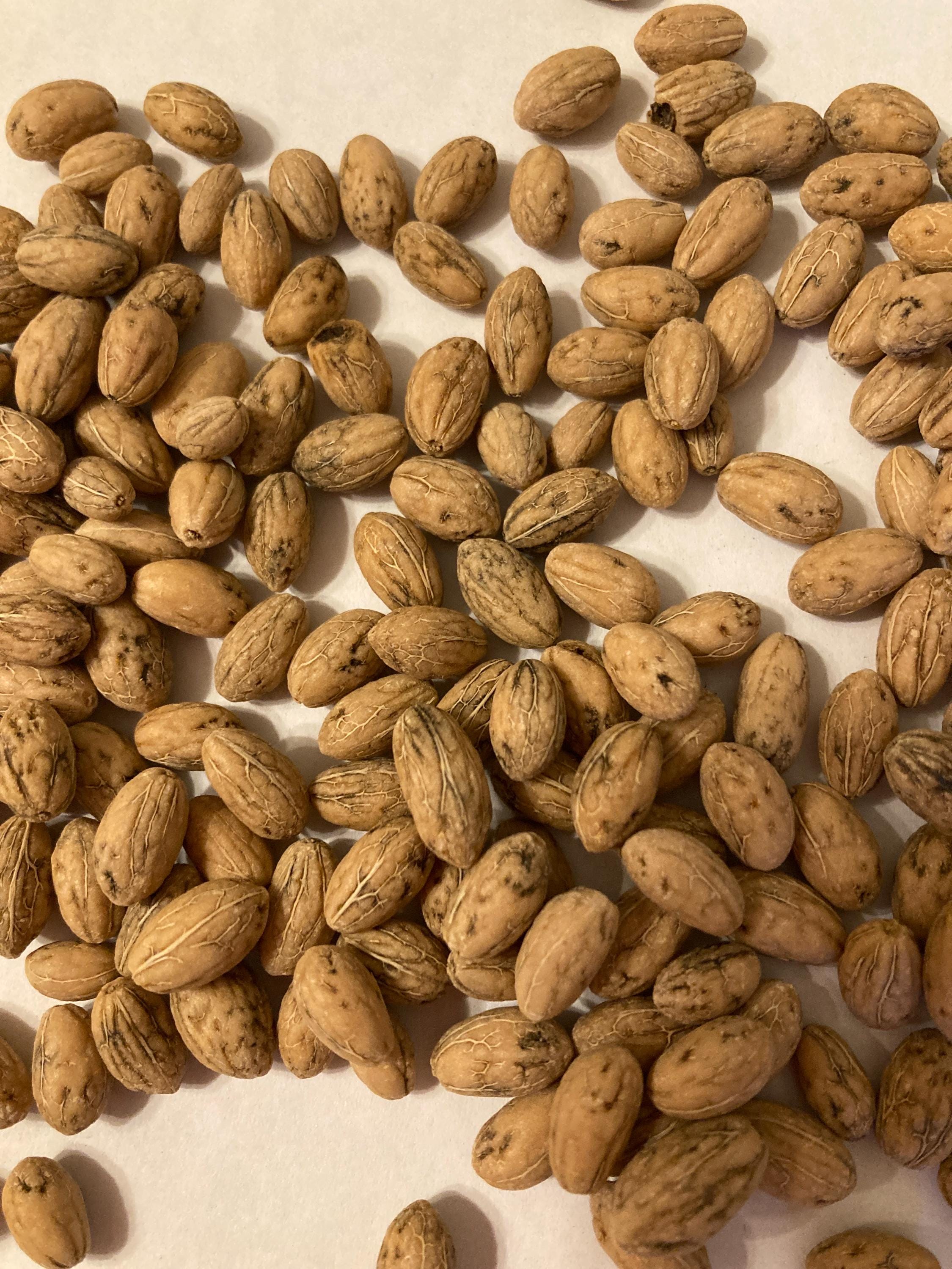 Olive Tree Seeds (OLEA EUROPAEA) (common Olive) - Etsy