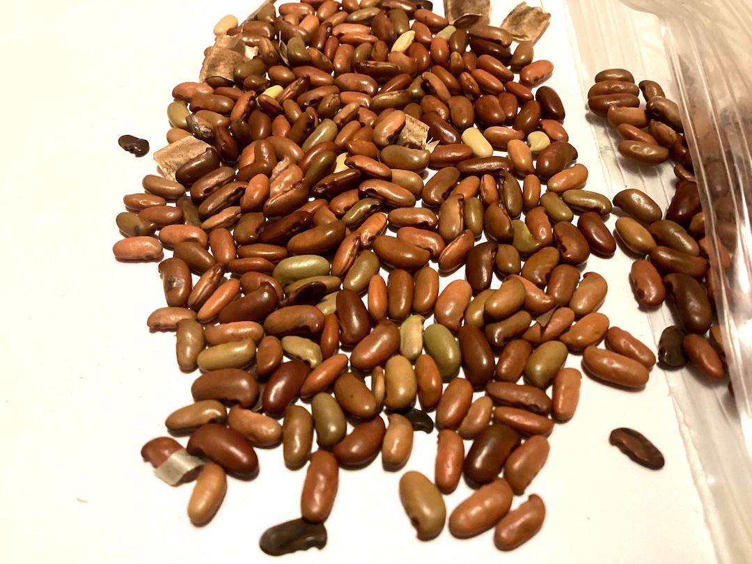 Amur Maackia Tree Seeds (MAACKIA AMURENSIS) (chinese Yellow Wood) - Etsy