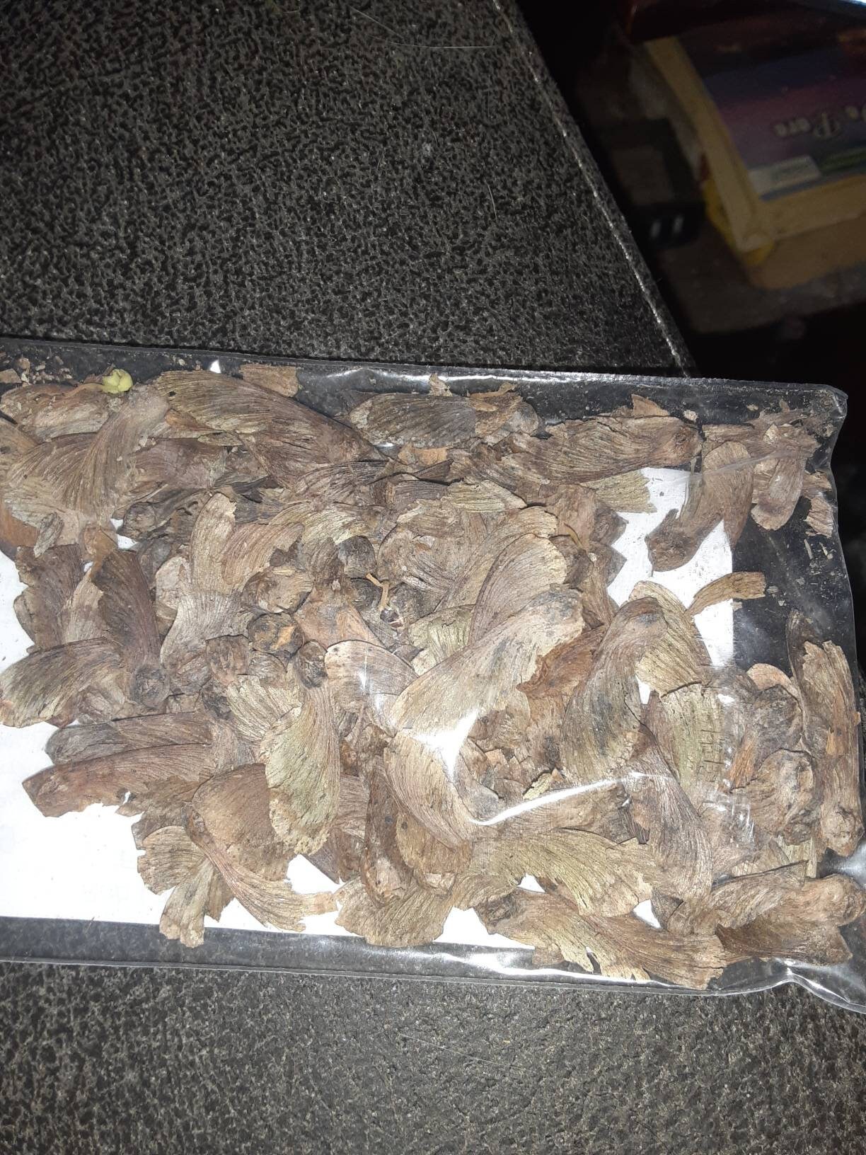 Autumn Fire Japanese Maple Tree Seeds acer Palmatum Dissectum - Etsy