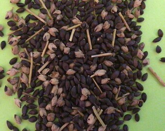 Mormon Tea Plant 20 Seeds Apache Tea Herb Nevadensis Desert Southwest ...