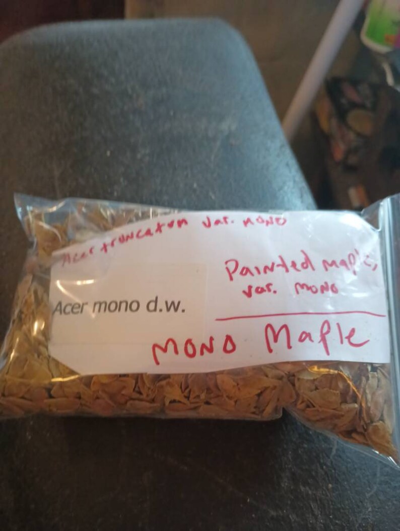 Mono Maple Tree Seeds acer Truncatum Var. Mono painted - Etsy