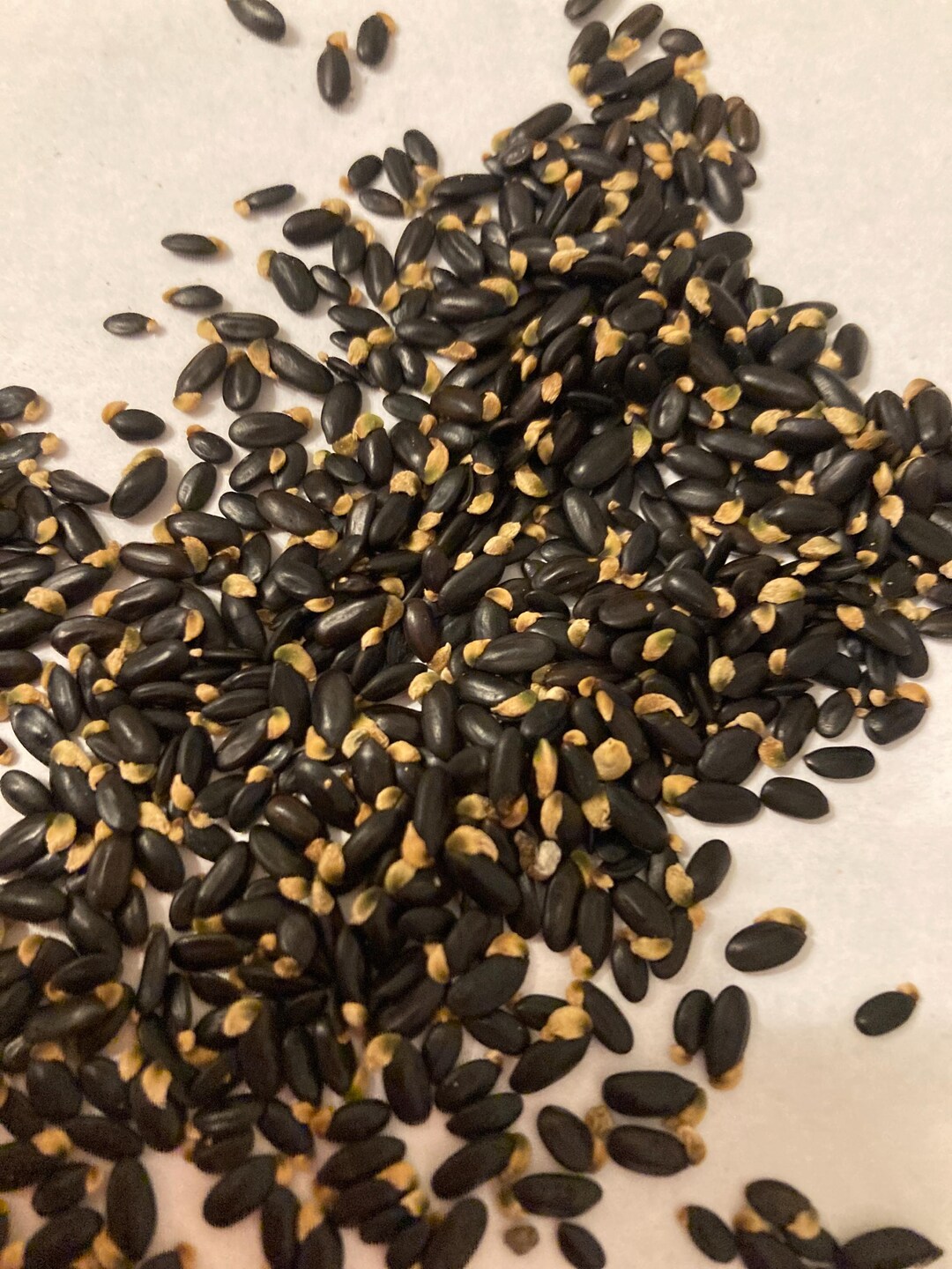 Bailey Acacia Tree Seeds (ACACIA BAILEYANA) (cootamundra Wattle, Golden ...