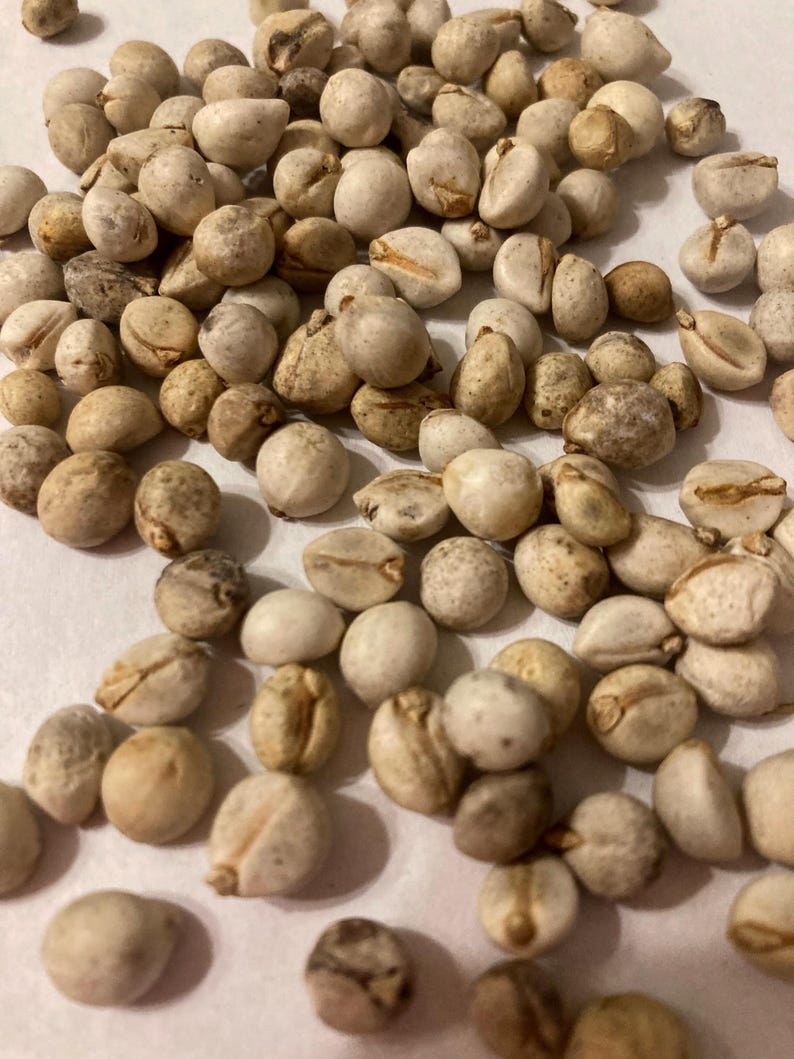Chinese Tallow Tree Seeds (SAPIUM SEBIFERUM) - Etsy