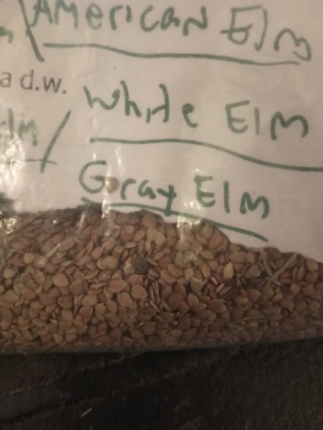 Soft Elm Tree Seeds ULMUS Americana common Elm american - Etsy