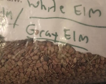 American Elm Tree Seeds ulmus Americana 30seeds - Etsy
