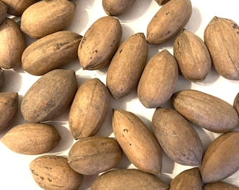 Texas Native Pecan Tree Seeds – 20 Fresh Seeds for Growing Nut Trees ...