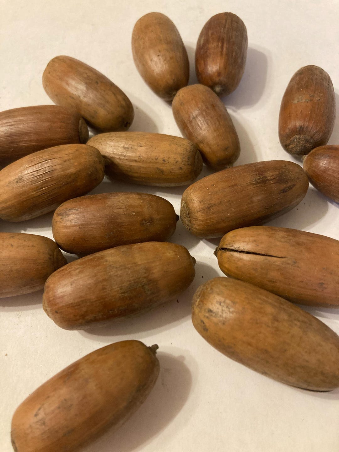 European Turkey Oak Tree Seeds (QUERCUS CERRIS) - Etsy